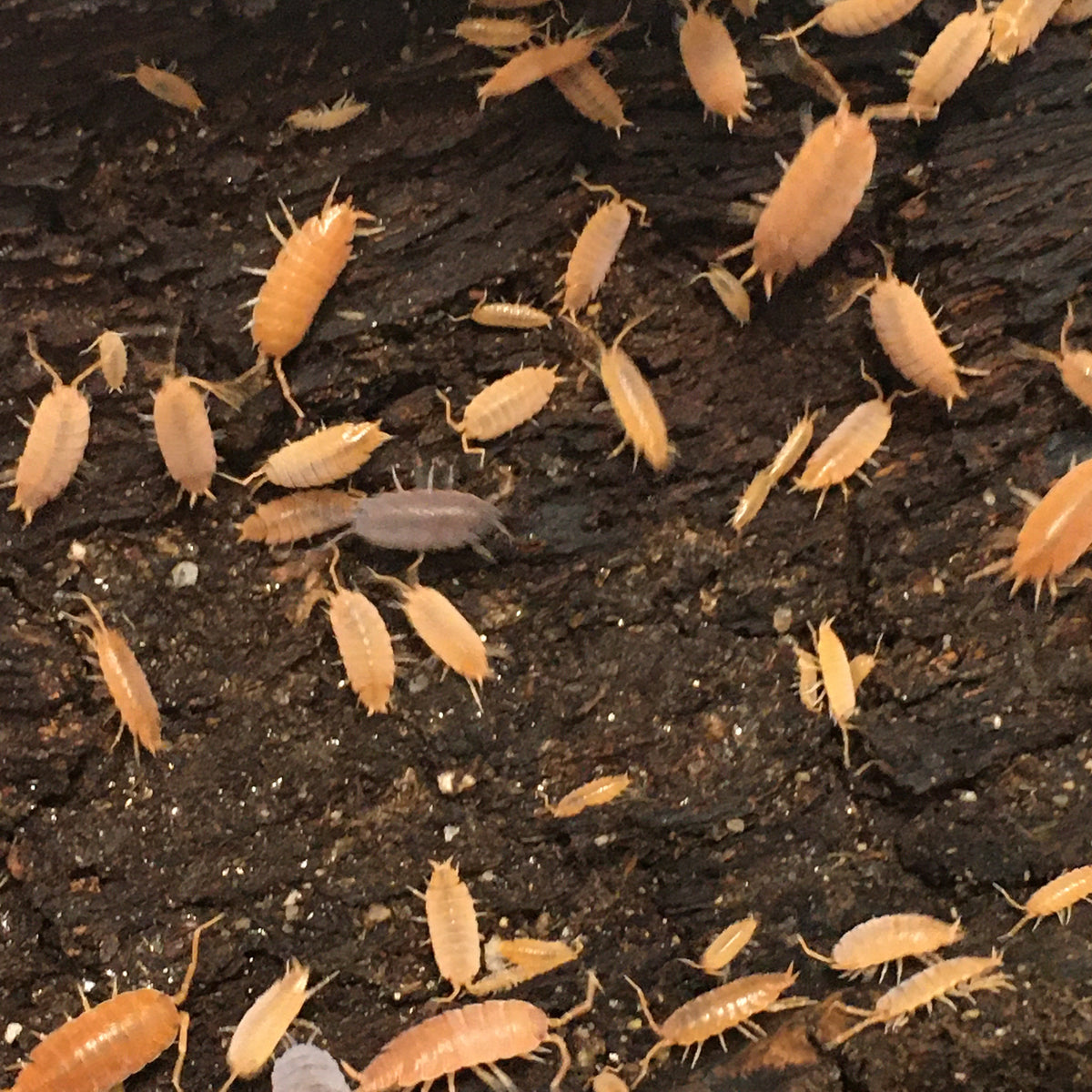 Isopods & Spring Tails – Will Katcher Reptiles