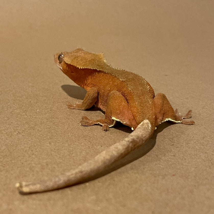 Red Phantom Proven Breeder Female – Will Katcher Reptiles