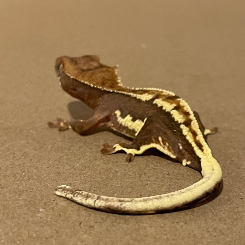 Lilly White Het Axanthic – Will Katcher Reptiles