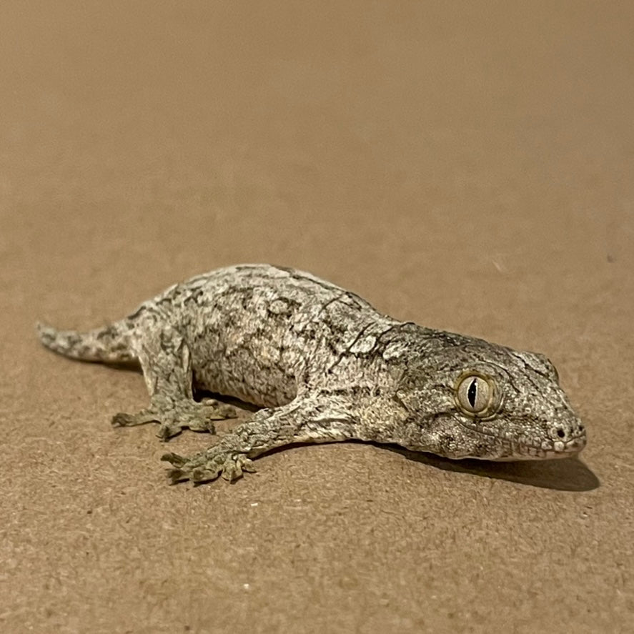 High Pink Nu Ana X Pine Island Cross Baby Leachie – Will Katcher Reptiles